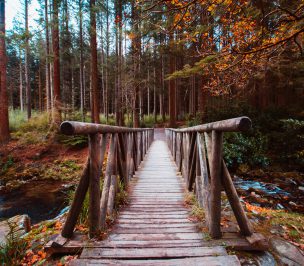 Northern Ireland’s Tullymore Forest – Steven Sheehy